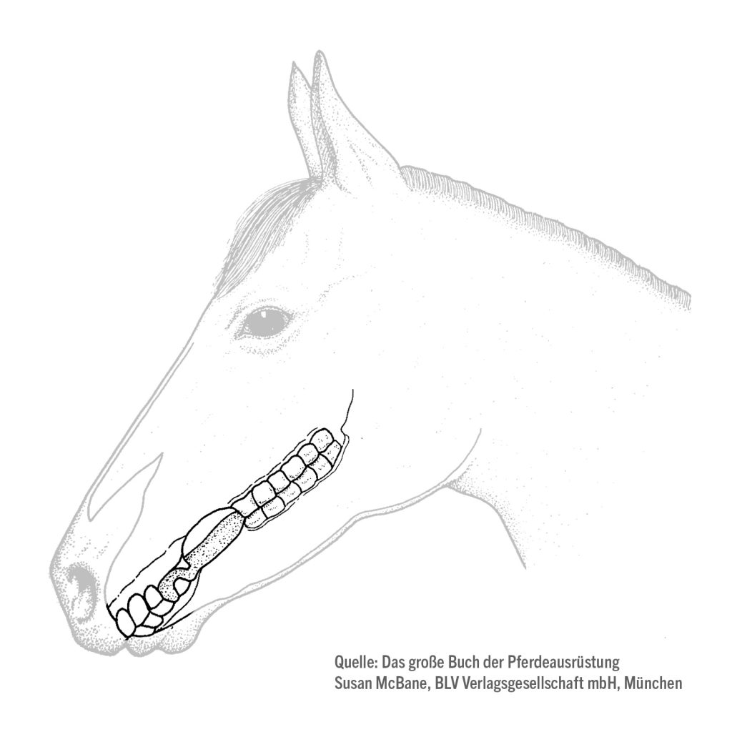 Ins Maul geschaut – so fühlst Du Deinem Pferd auf den Zahn – kiefferMAG
