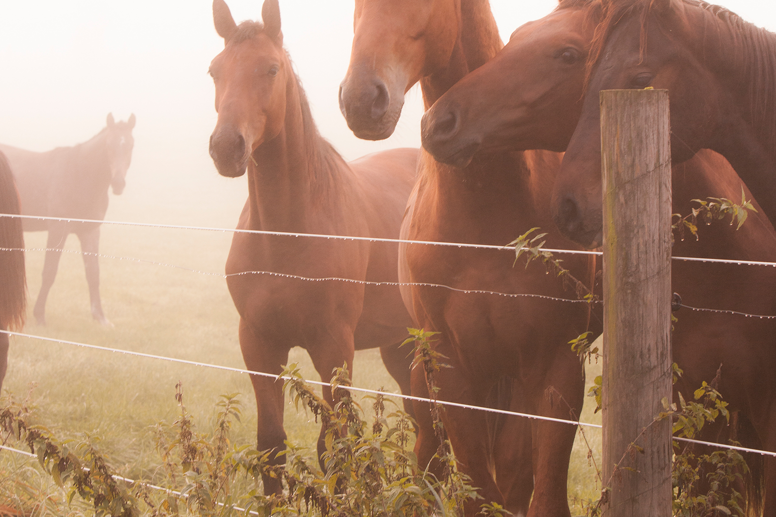 15 x wichtiges Weide-Wissen – wie Dein Pferd einen Wiesen-Spaß hat ...